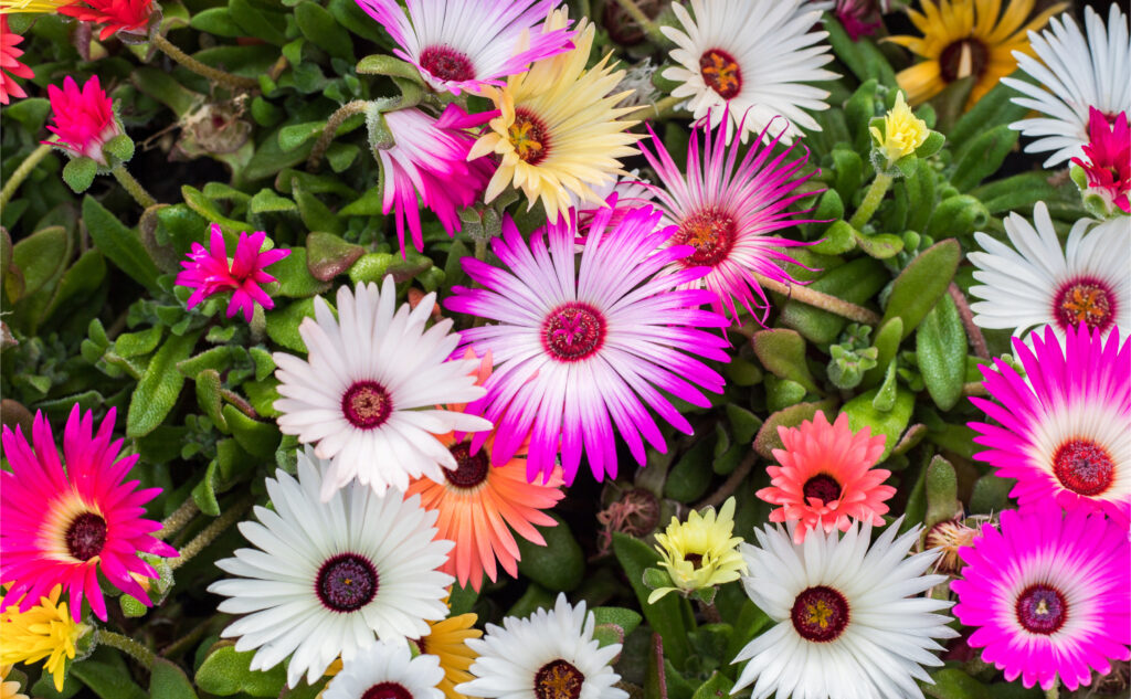 Mittagsblume · Pflanzenguide