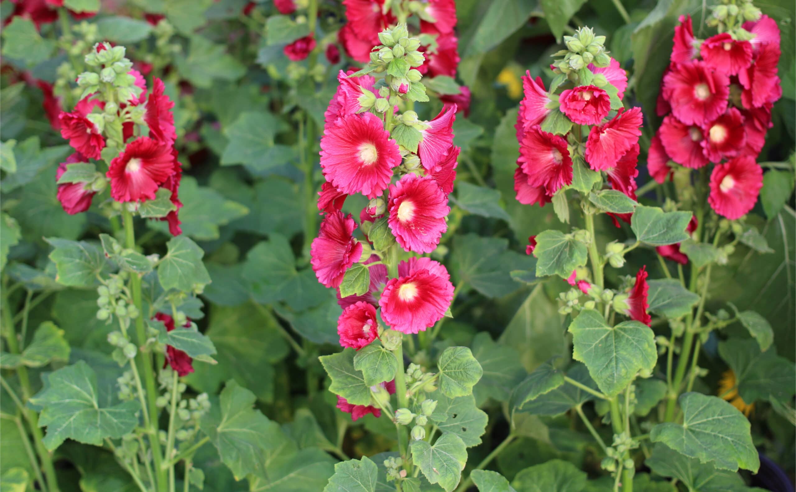 Stockrose · Pflanzenguide